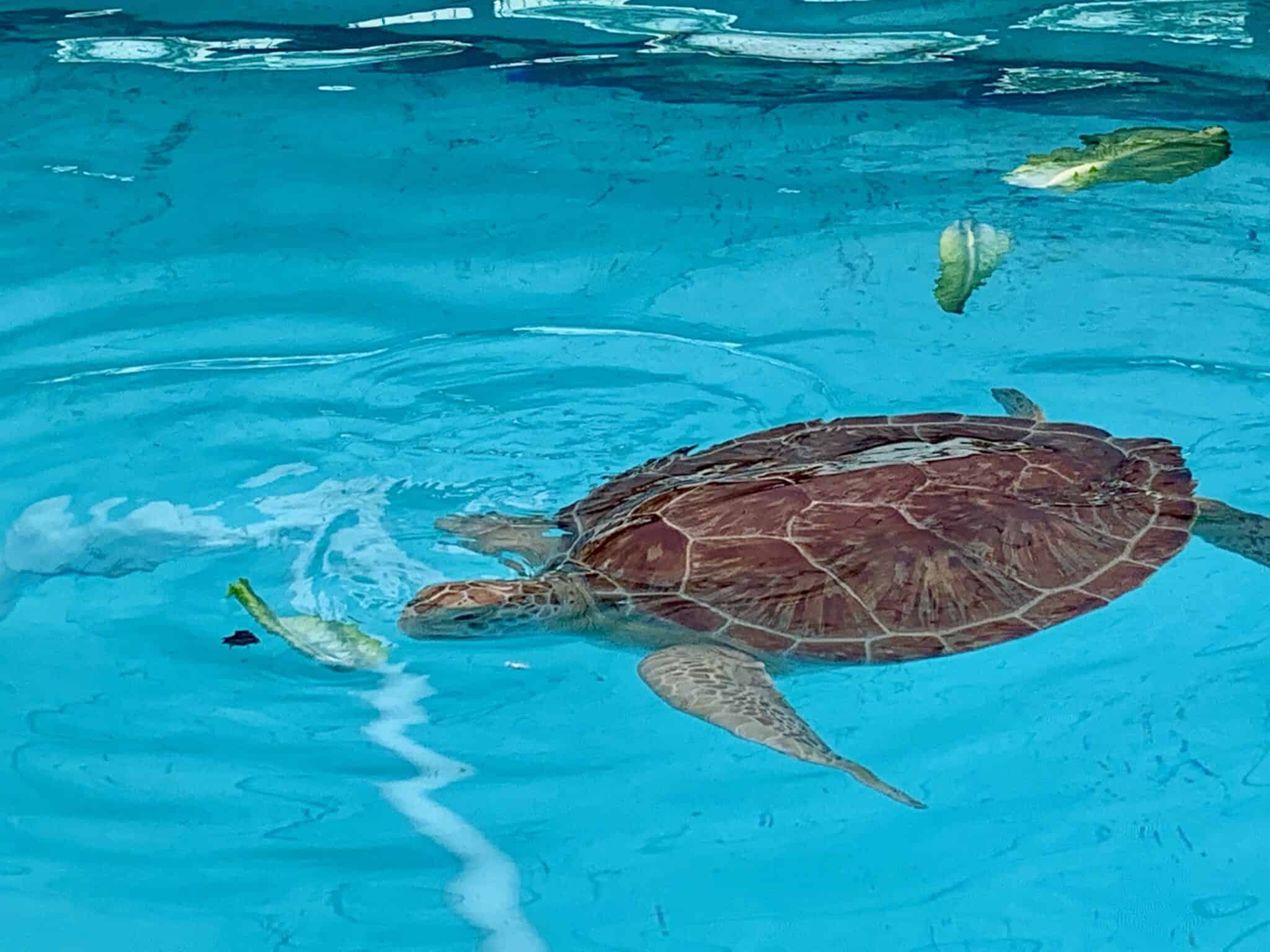 Amazing things to do on your Florida keys trip - Serenity Made Easy