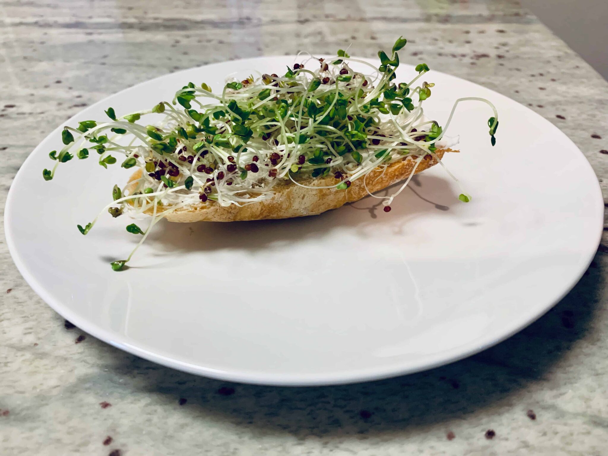 How to grow sprouts at home - Serenity Made Easy
